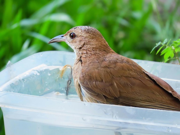 15 Best Bird Baths to Transform Your Backyard Into a Bird Paradise ...